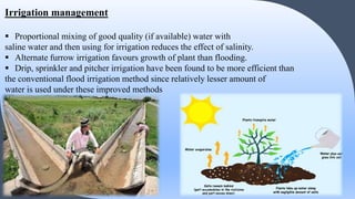 Constrains in Crop Production in saline soil & its Management.pptx