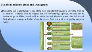 Constrains in Crop Production in saline soil & its Management.pptx