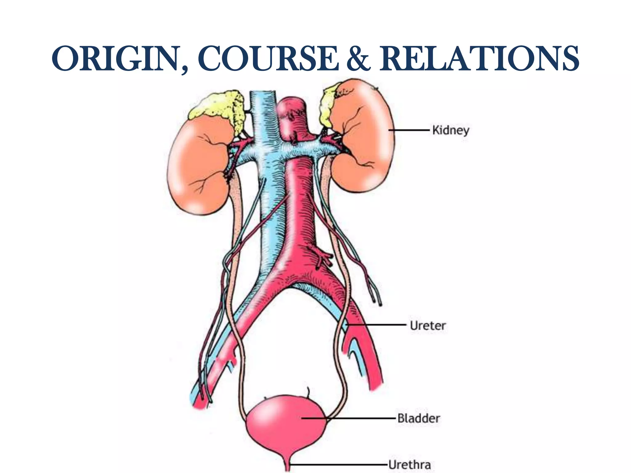 Constrictions of ureter | PPTX