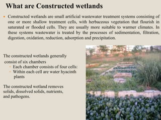 Constructed wetland | PPTX