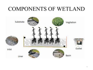 Constructed wetland management | PPTX