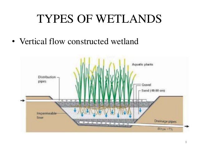 Constructed wetland management