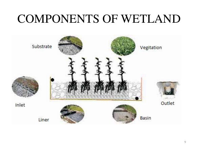 Constructed wetland management