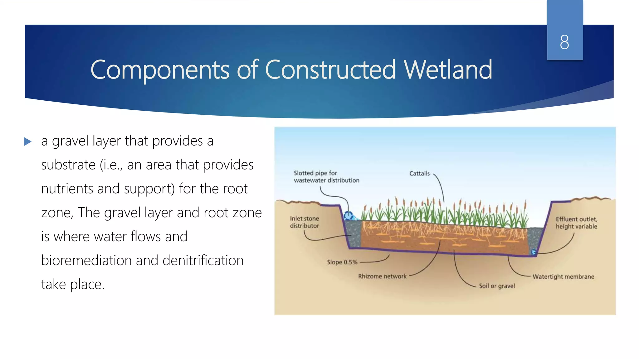 Constructed Wetlands | PPTX