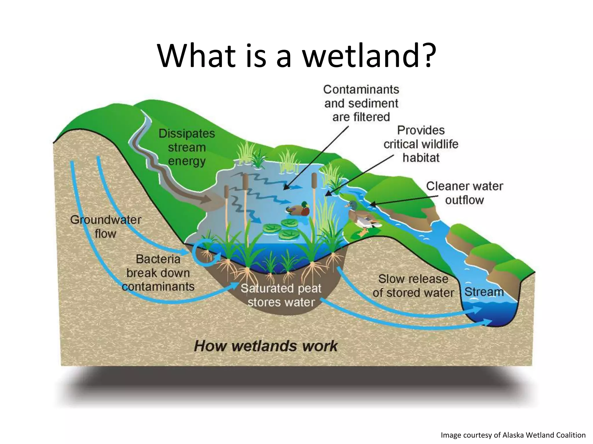 Constructed wetlands summary code innovation - feb 2013 | PDF