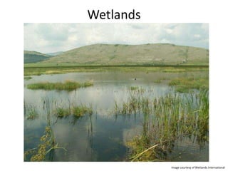 Constructed wetlands summary code innovation - feb 2013 | PDF