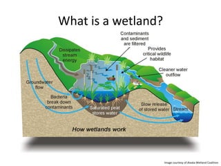 Constructed wetlands summary code innovation - feb 2013 | PDF