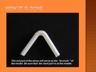 Constructing the lung chest model | PPTX