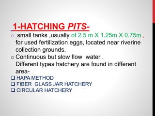 Construction and maintenance of a fish farm | PPTX