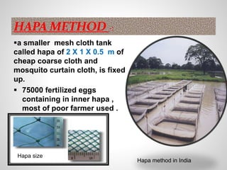 Construction and maintenance of a fish farm | PPTX