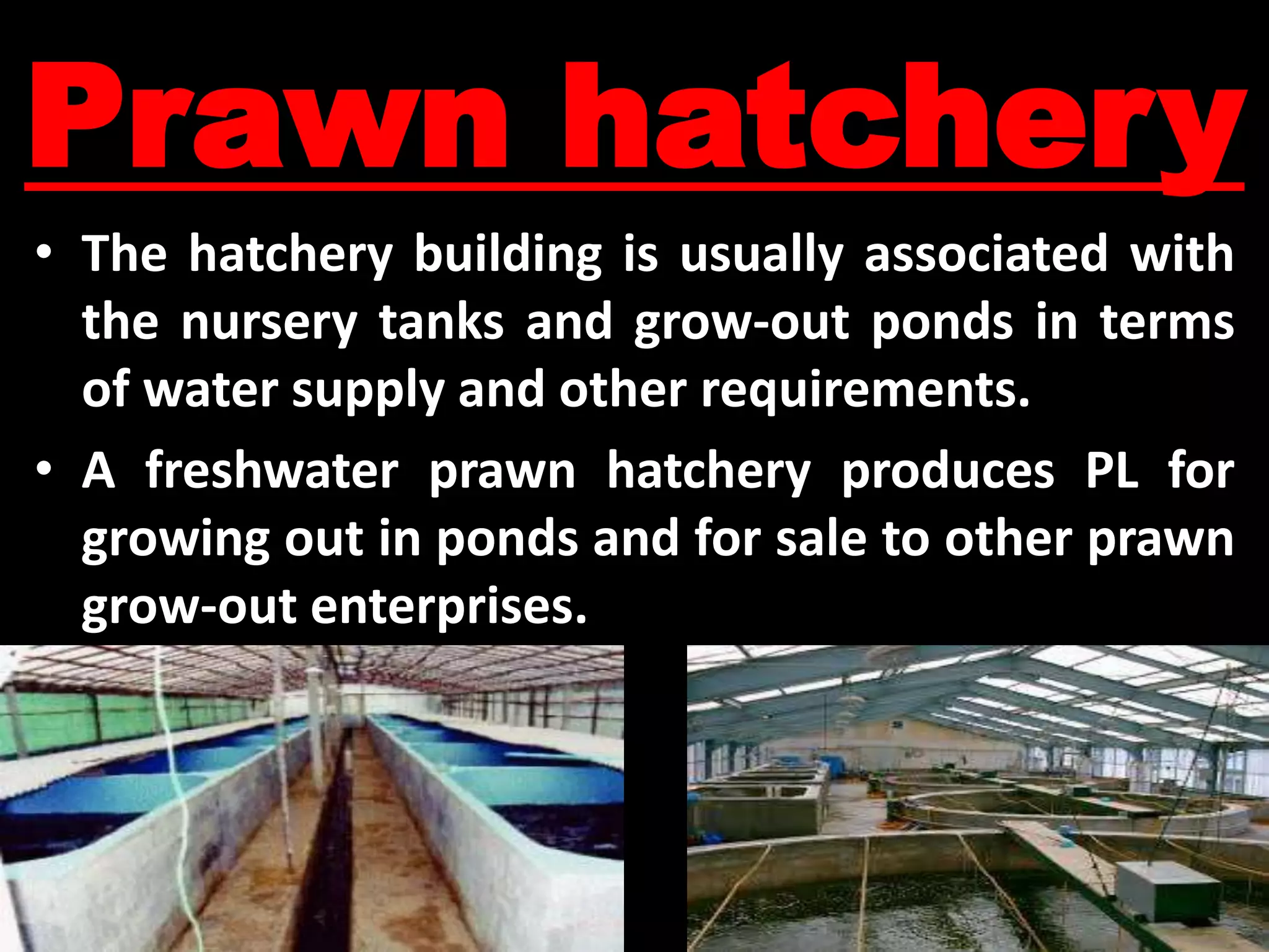 Construction and maintenance of prawn farms | PPTX