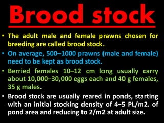 Construction and maintenance of prawn farms | PPTX