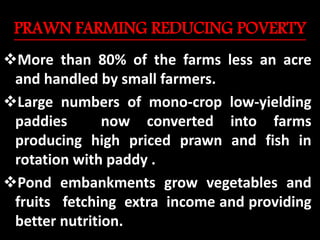 Construction and maintenance of prawn farms | PPTX