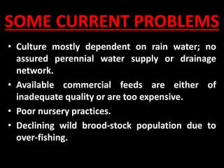 Construction and maintenance of prawn farms | PPTX