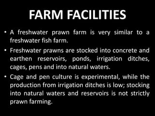 Construction and maintenance of prawn farms | PPTX