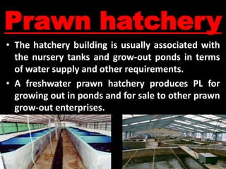 Construction and maintenance of prawn farms | PPTX