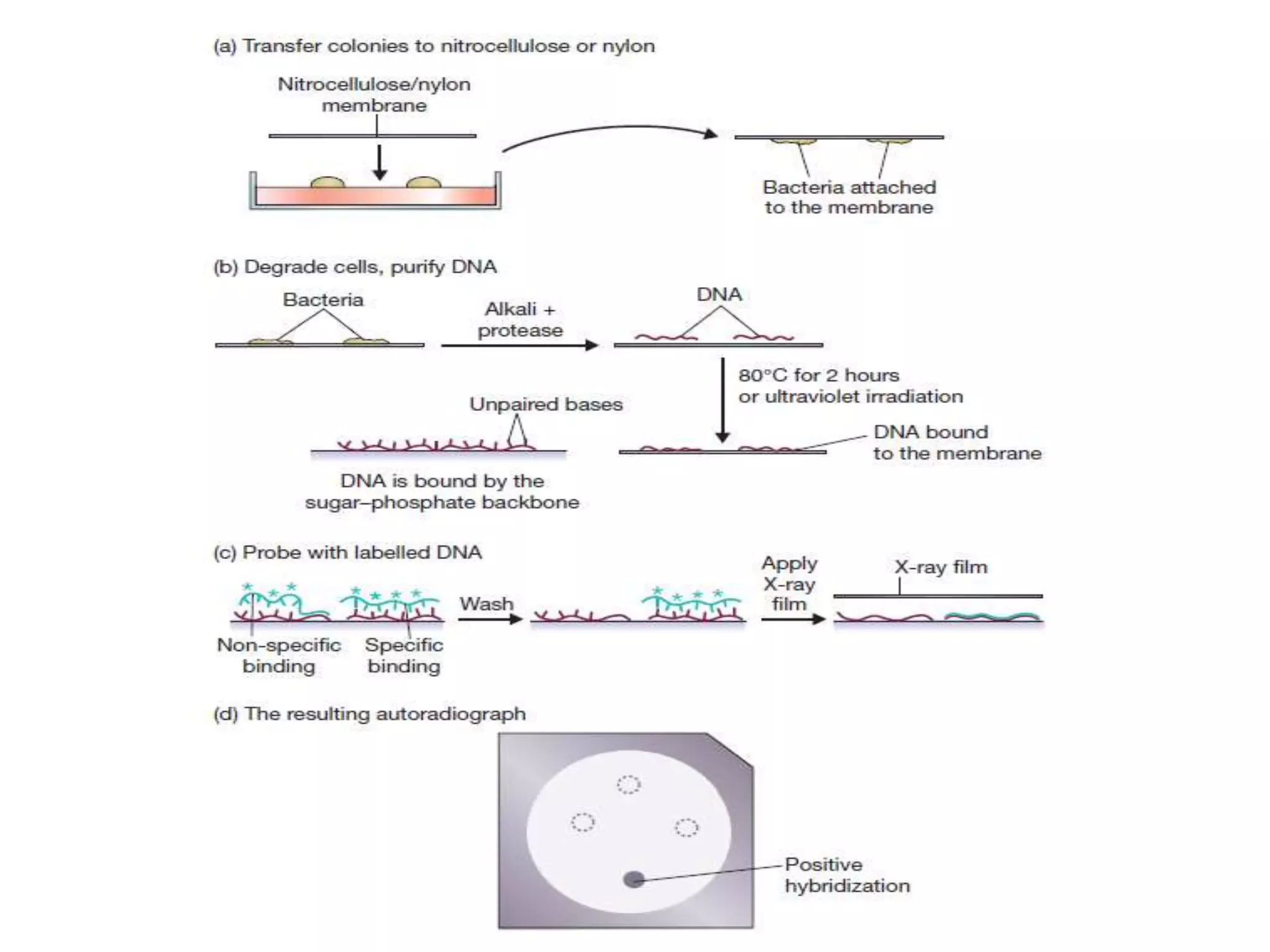 Construction and screening of genomic library | PPTX