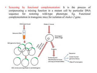 Construction and screening of genomic library | PPTX