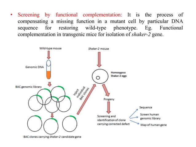 Construction and screening of genomic library | PPTX