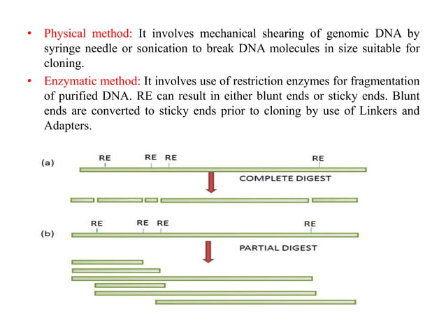 Construction and screening of genomic library | PPTX