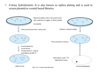 Construction and screening of genomic library | PPTX
