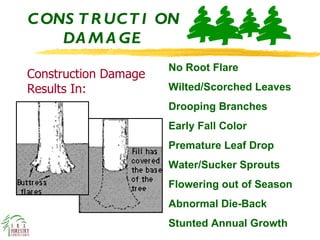 Construction damage | PPT | Gardening | Home & Garden