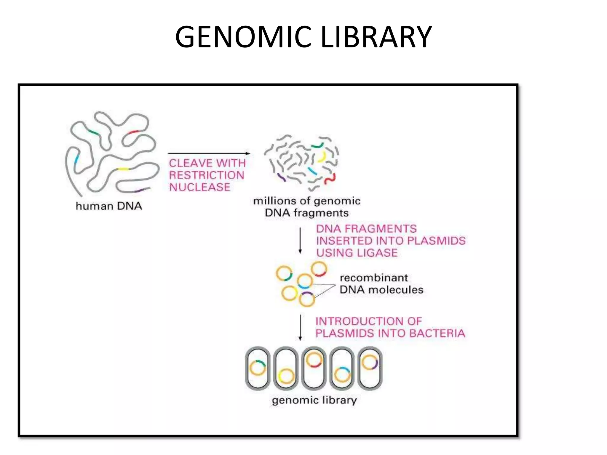 Construction of gene library | PPTX