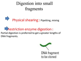 Construction of gene library | PPTX
