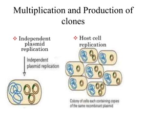 Construction of gene library | PPTX