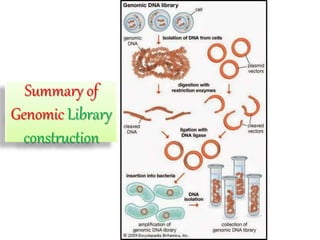 Construction of gene library | PPTX