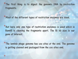 Construction of genomic library in lambda | PDF