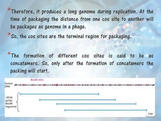 Construction of genomic library in lambda | PDF
