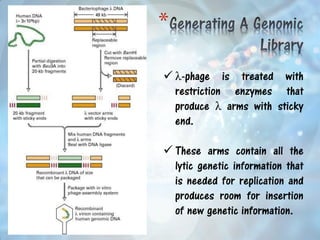 Construction of genomic library in lambda | PDF