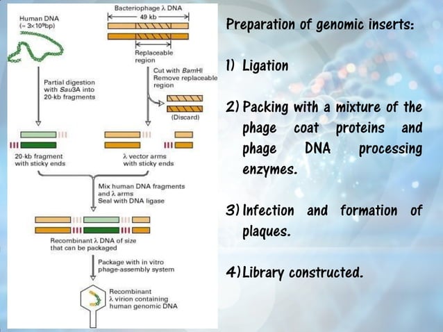 Construction of genomic library in lambda
