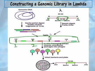 Genomic Library Construction