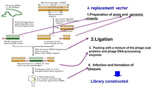 CONSTRUCTION OF GENOMIC LIBRARY MCBA P7 T (1).pdf
