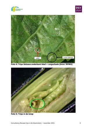 Consultancy nieuwe trips in de bloemisterij | PDF