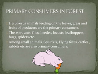 Consumer | PPTX