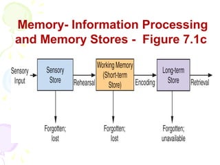 Consumer learning, memory and involvement | PPT