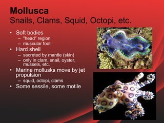 Consumers - invertebrates | PPT