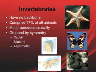 Consumers - invertebrates | PPT