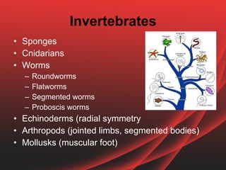 Consumers - invertebrates | PPT