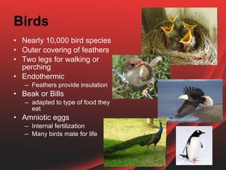 Consumers vertebrates | PPT