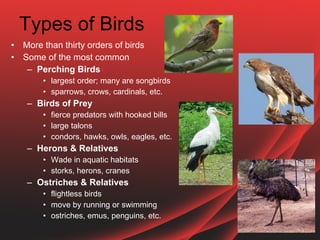 Consumers vertebrates | PPT