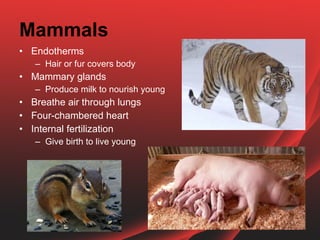 Consumers vertebrates | PPT