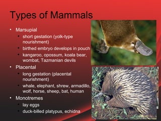 Consumers vertebrates | PPT