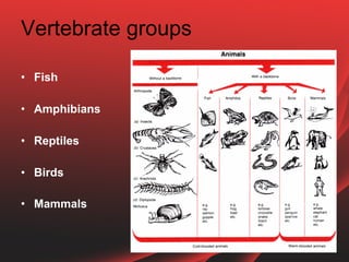 Consumers vertebrates | PPT