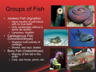 Consumers vertebrates | PPT | Birds | Pets