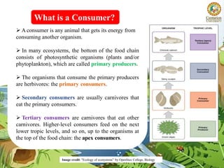 Consumers In The Ecosystem