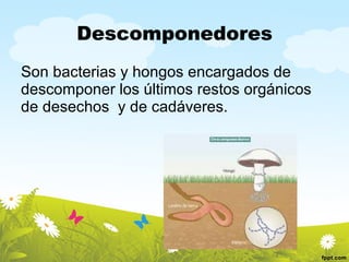 Consumidores | PPT